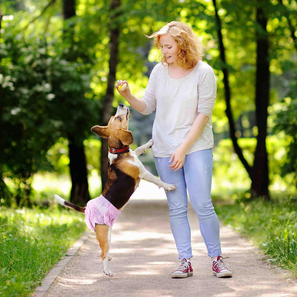 Disposable Female Dog Diaper, Adjustable Tail Hole, Pink, 12 Pcs/ Pack ...